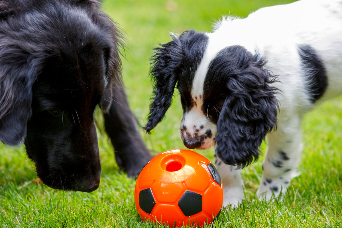 Petface Seriously Strong Treat Dispenser Football Dog Toy – Mill Outlets